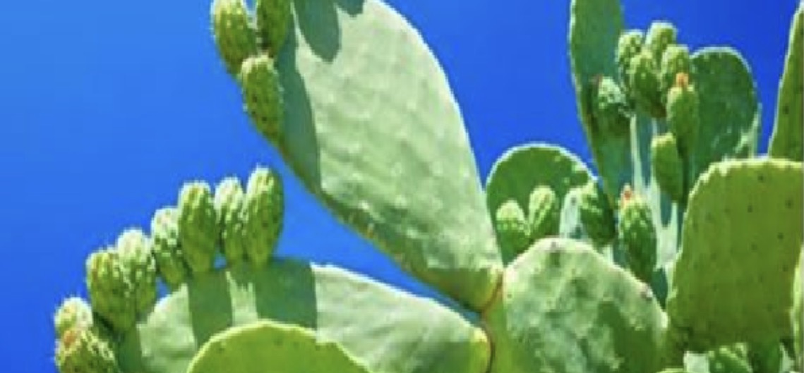 NOPAL O CACTUS CONOCIDO COMO PLANTA DE LA VIDA - DocMod